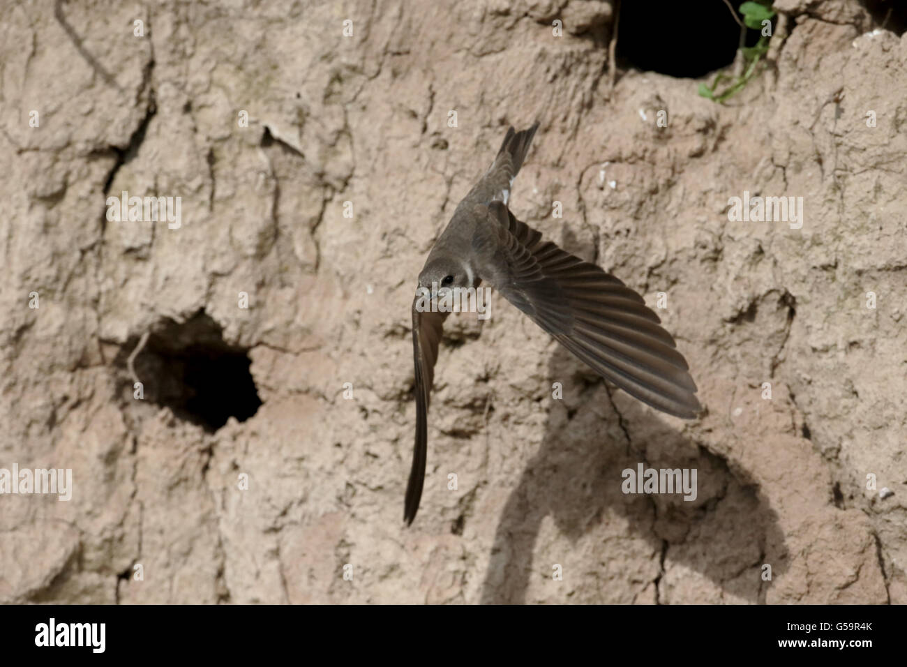 Sand martin, Riparia riparia, single bird in flight leaving nest ...