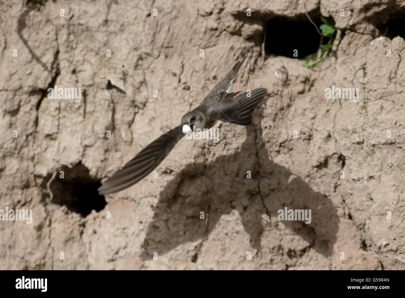 Sand martin, Riparia riparia, single bird in flight leaving nest ...