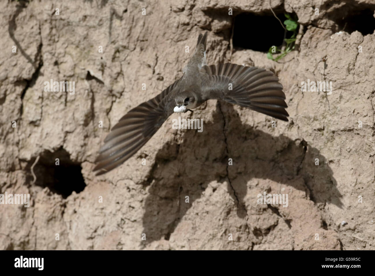 Sand martin, Riparia riparia, single bird in flight leaving nest ...