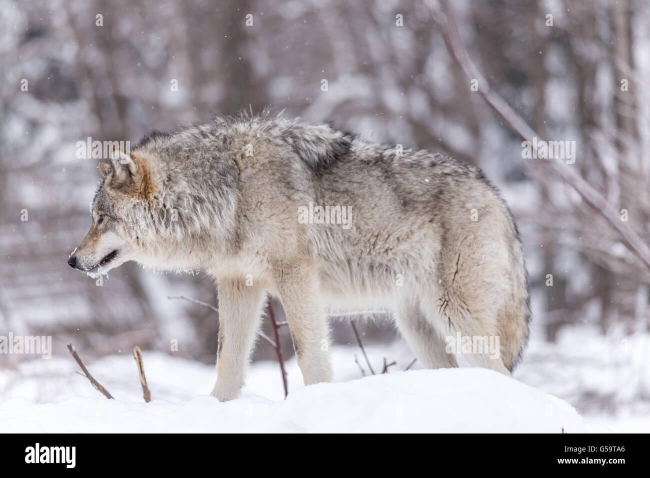 The great wolf hi-res stock photography and images - Alamy