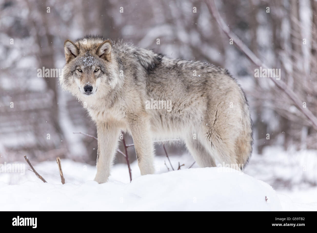The great wolf hi-res stock photography and images - Alamy