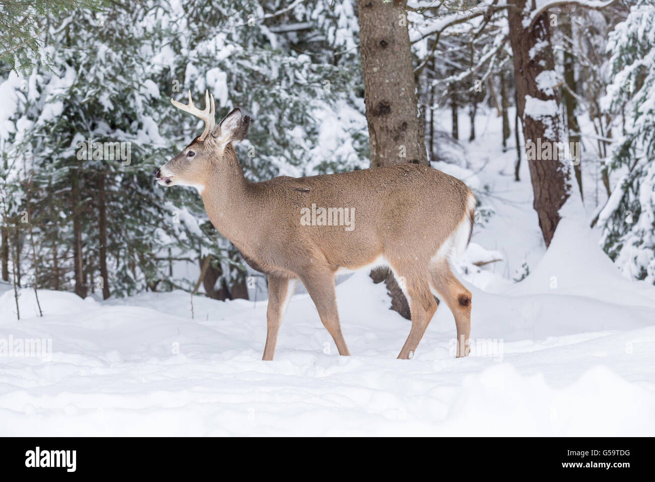 Winter deer forest hi-res stock photography and images - Alamy