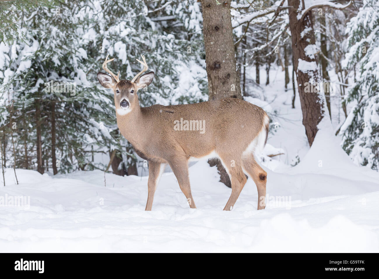 Winter deer forest hi-res stock photography and images - Alamy
