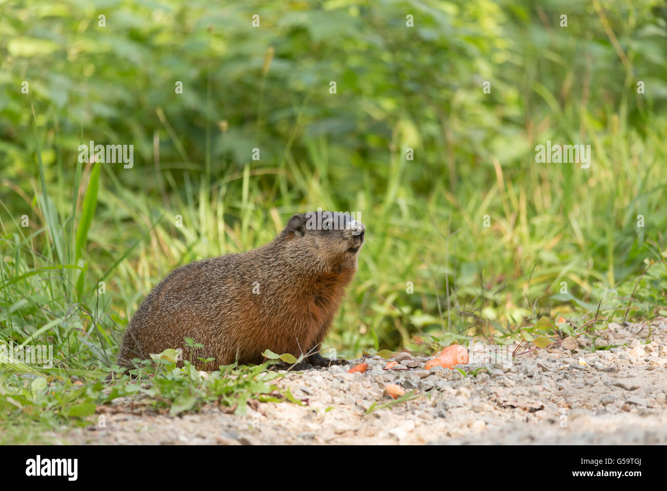 Large rodent hi-res stock photography and images - Alamy