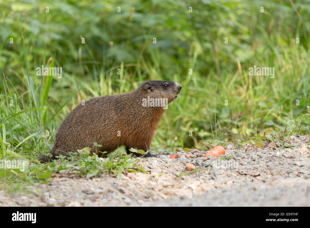 Large rodent hi-res stock photography and images - Alamy
