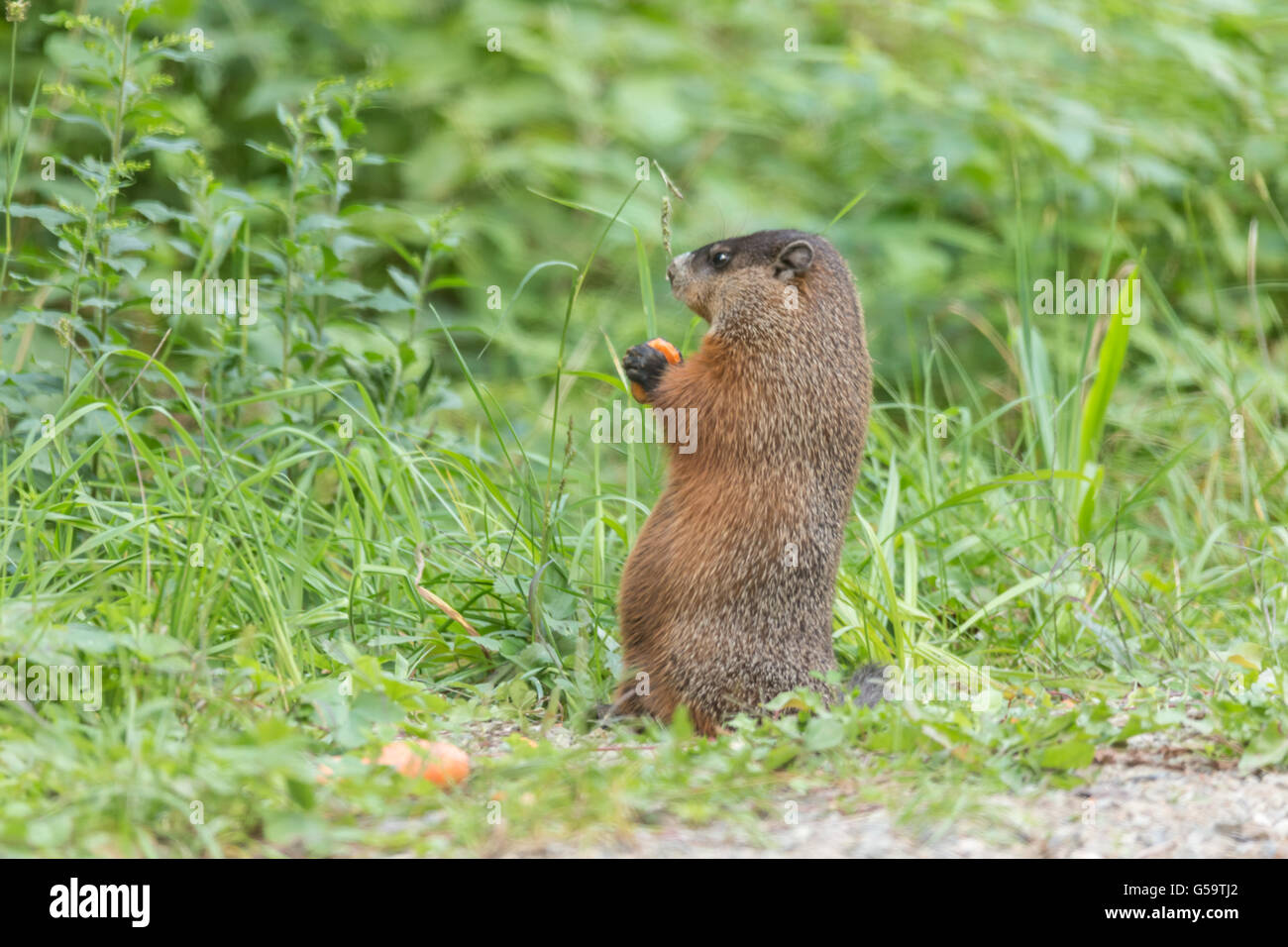 A large rodent hi-res stock photography and images - Alamy