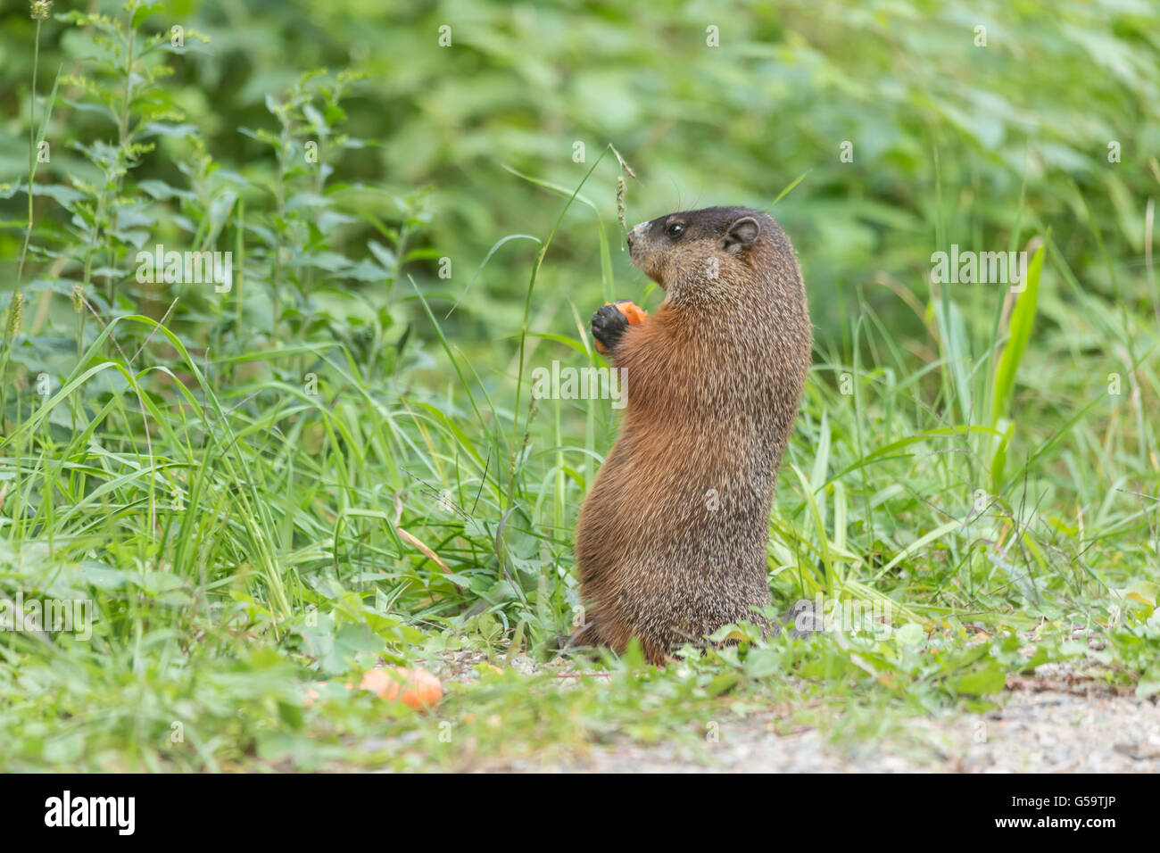 Large rodent hi-res stock photography and images - Alamy