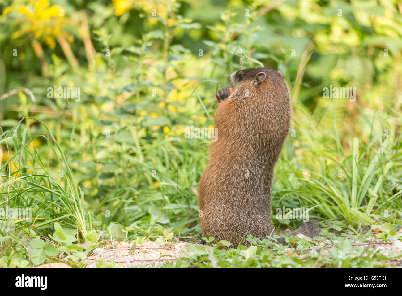 A large rodent on the side of a dirt road Stock Photo - Alamy
