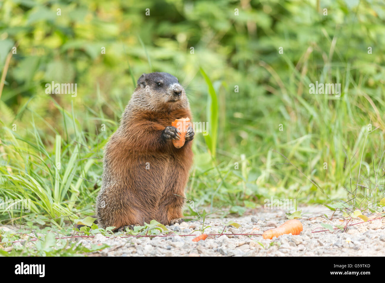 Large rodent hi-res stock photography and images - Alamy