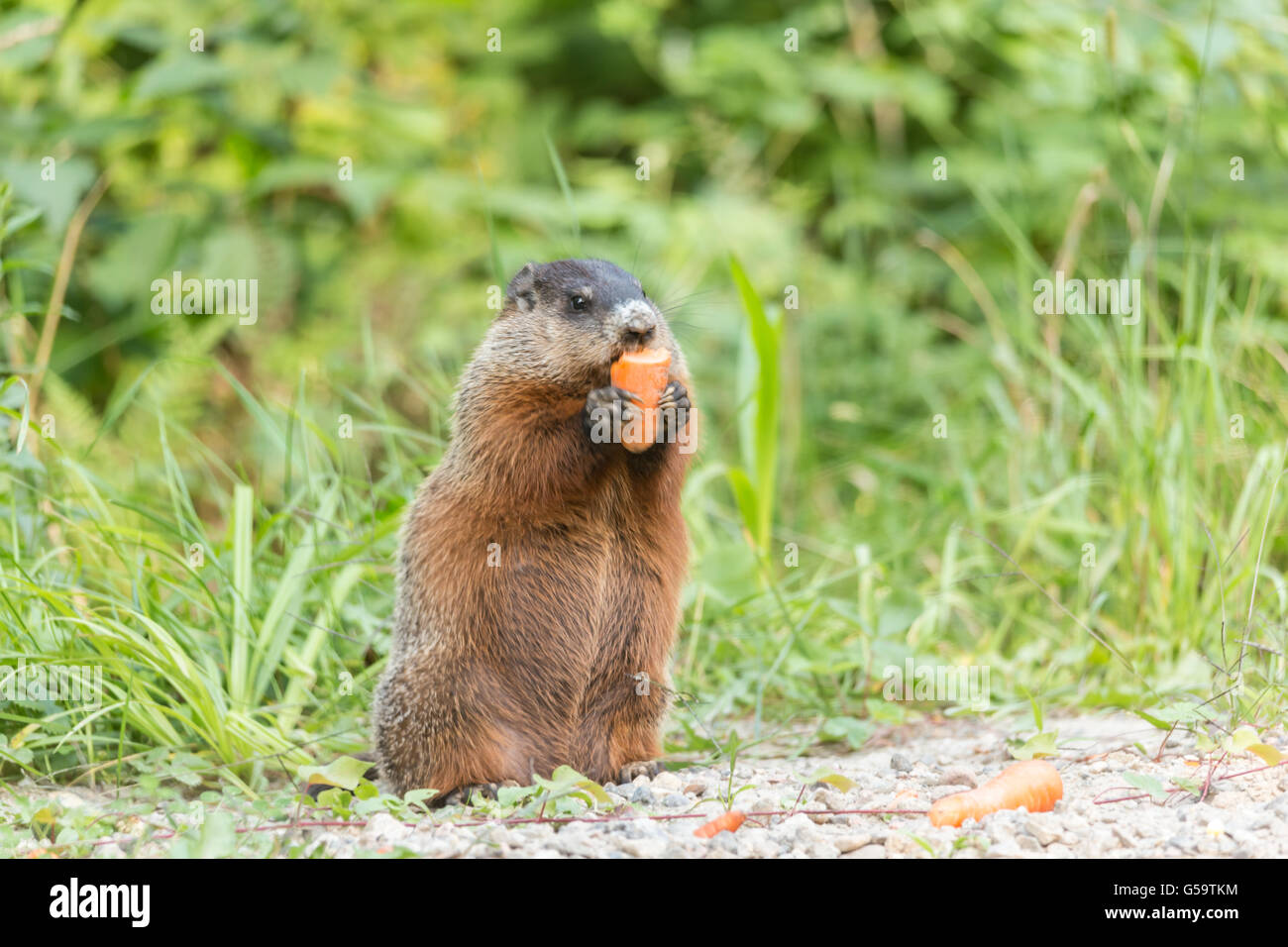 A large rodent hi-res stock photography and images - Alamy