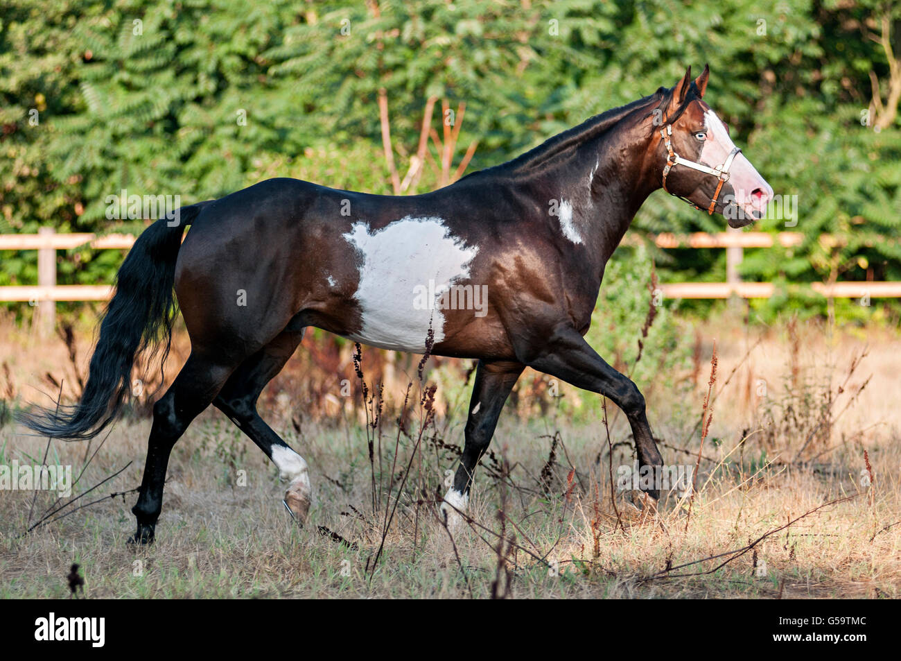 Beautiful paint horse in freedom Stock Photo - Alamy
