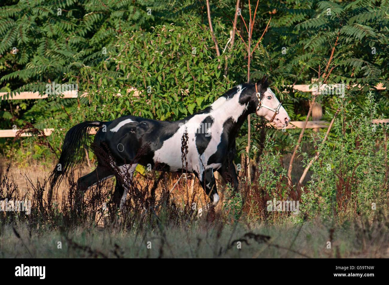 Overo horse hi-res stock photography and images - Alamy