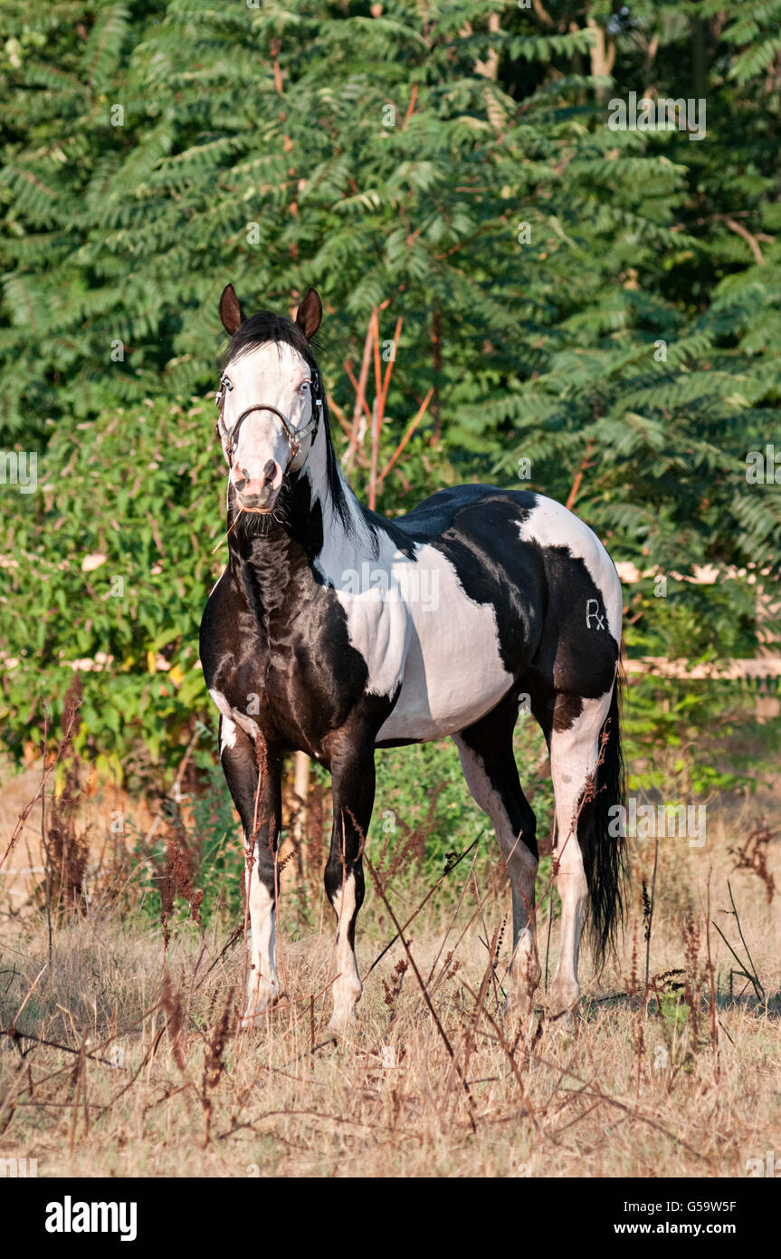 Beautiful paint horse in freedom Stock Photo - Alamy