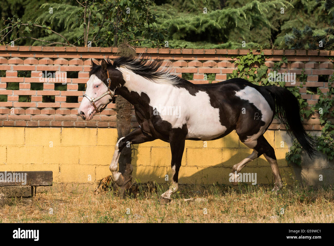Black Overo Paint Stallion