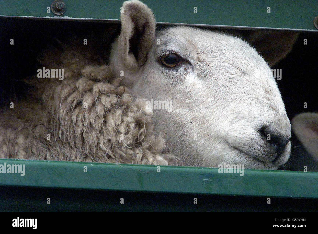 Live sheep transport Stock Photo - Alamy