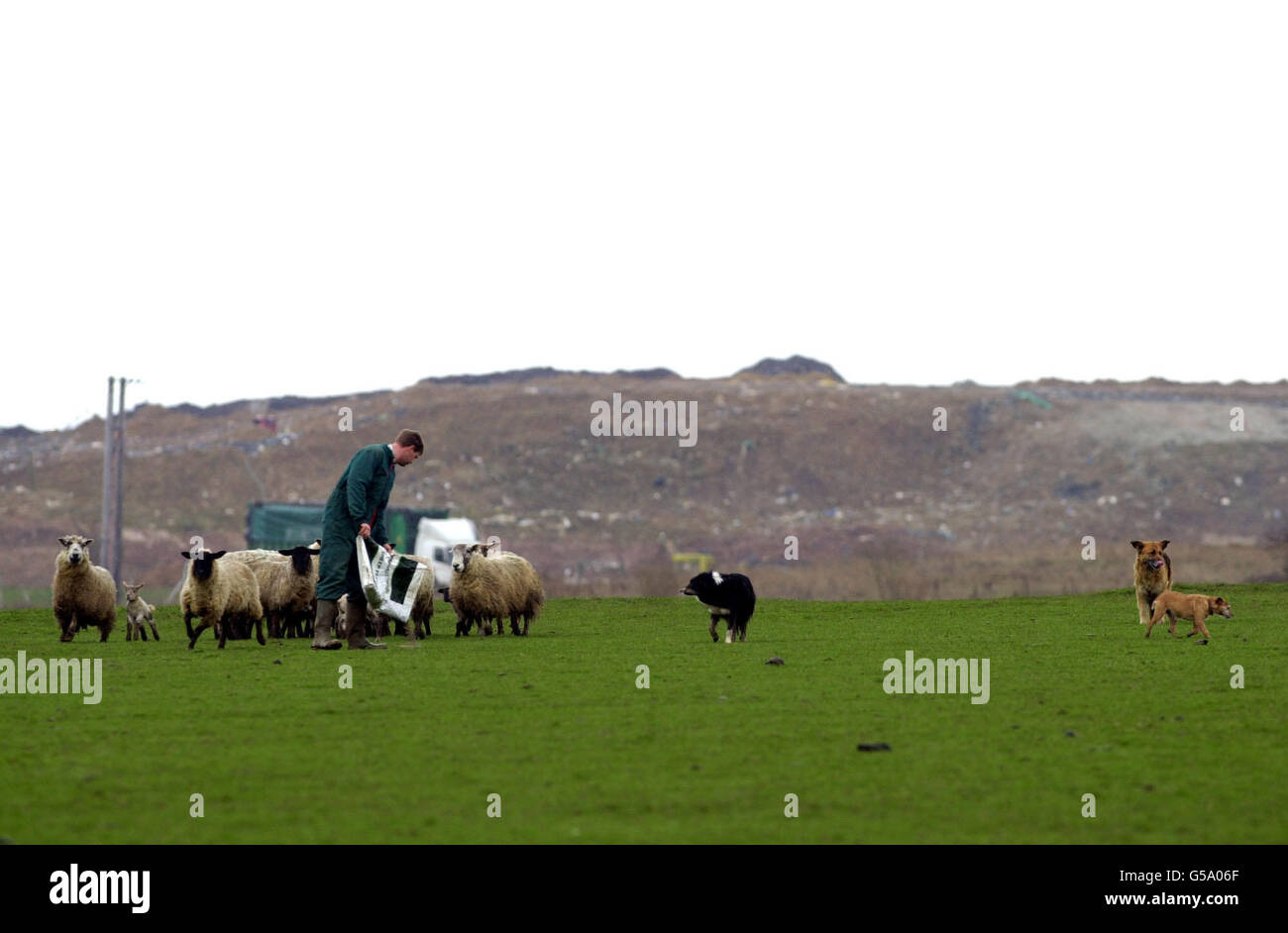 Farmer with sheep Stock Photo - Alamy