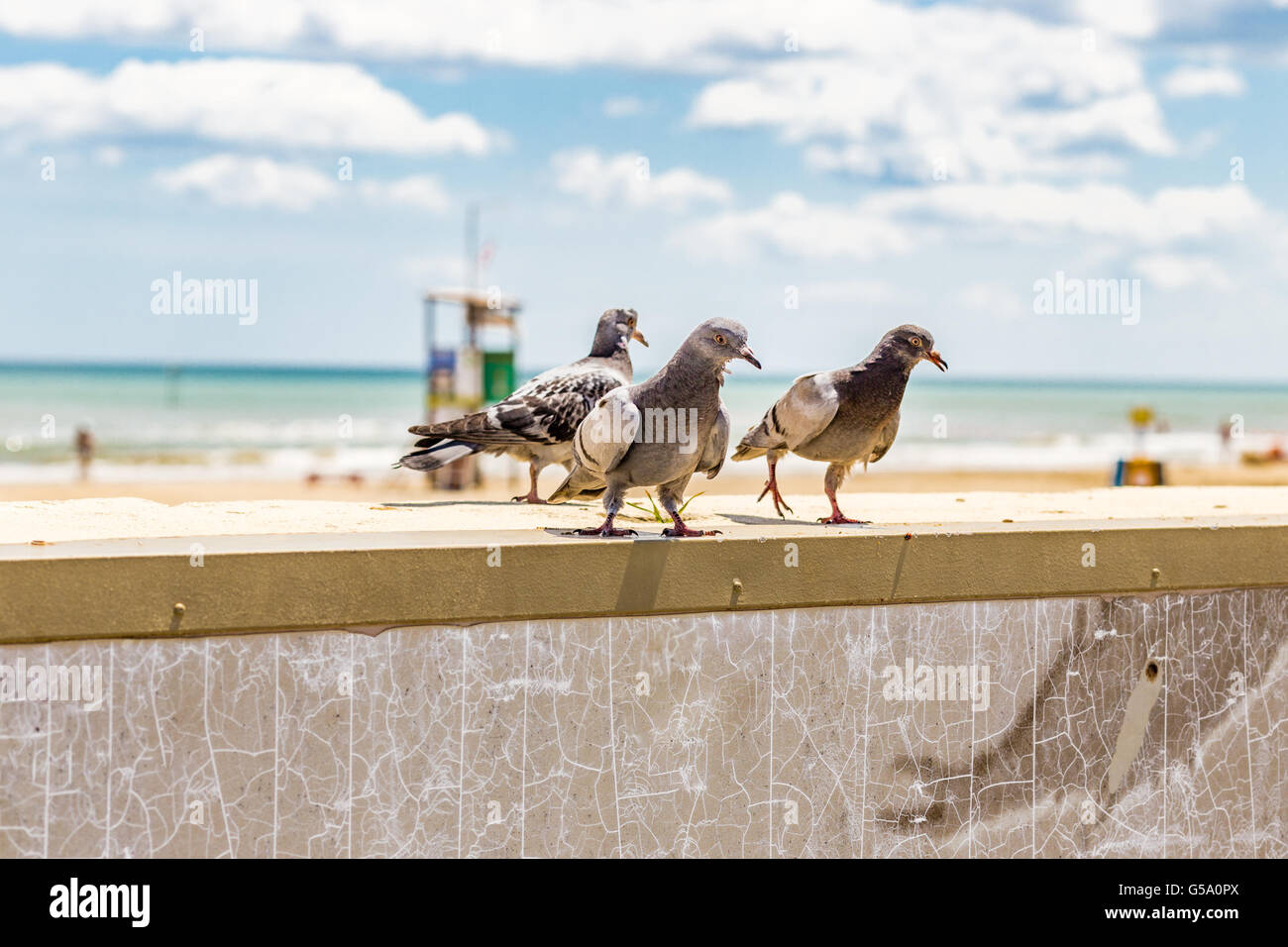 Pigeons on a beach hi-res stock photography and images - Alamy