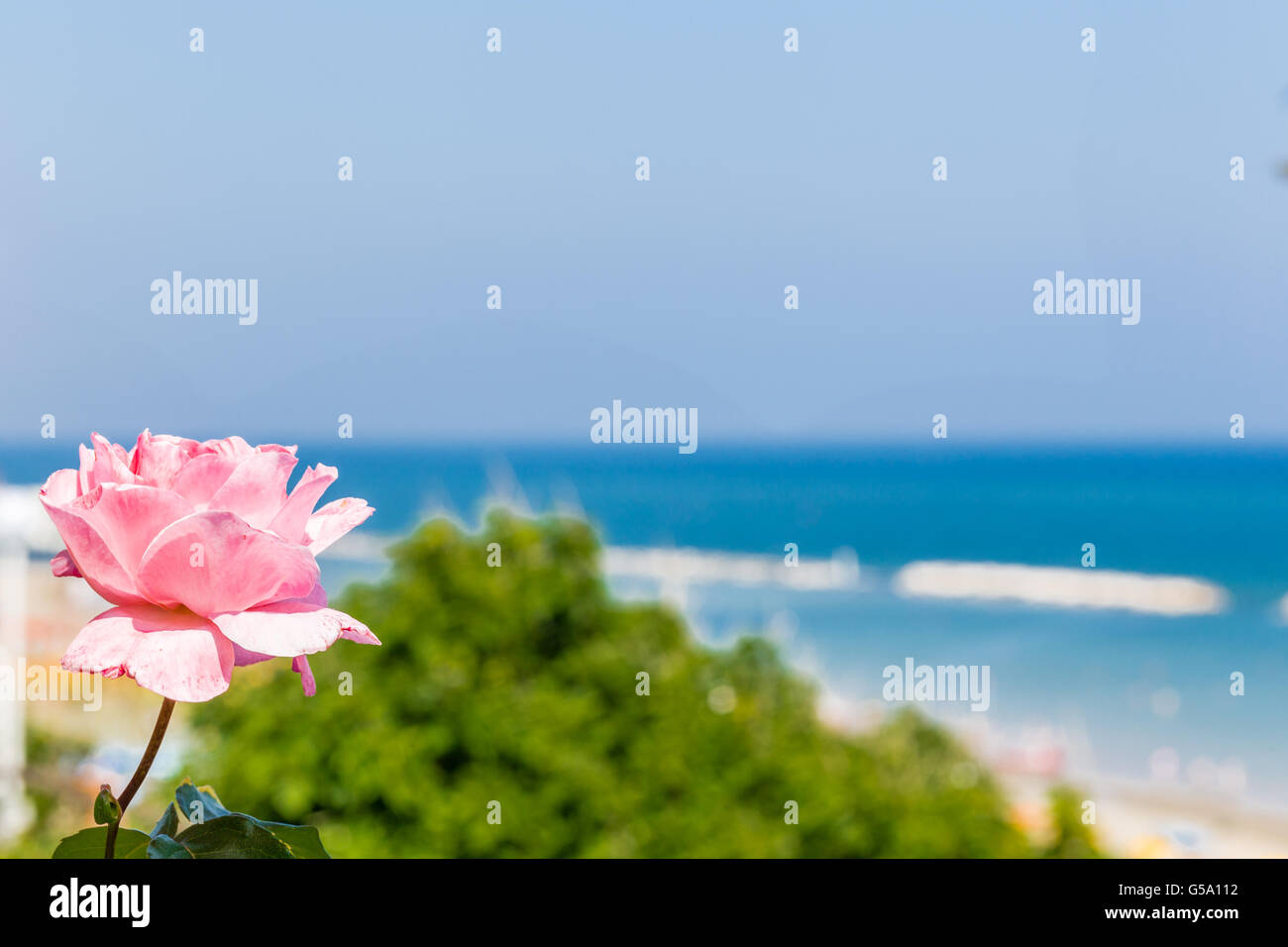 close detail of pink rose in the background of a holiday seaside resort ...