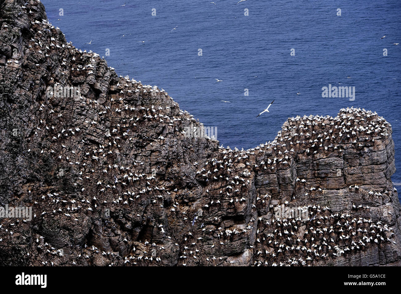 Birds nest on Bempton Cliffs Stock Photo - Alamy