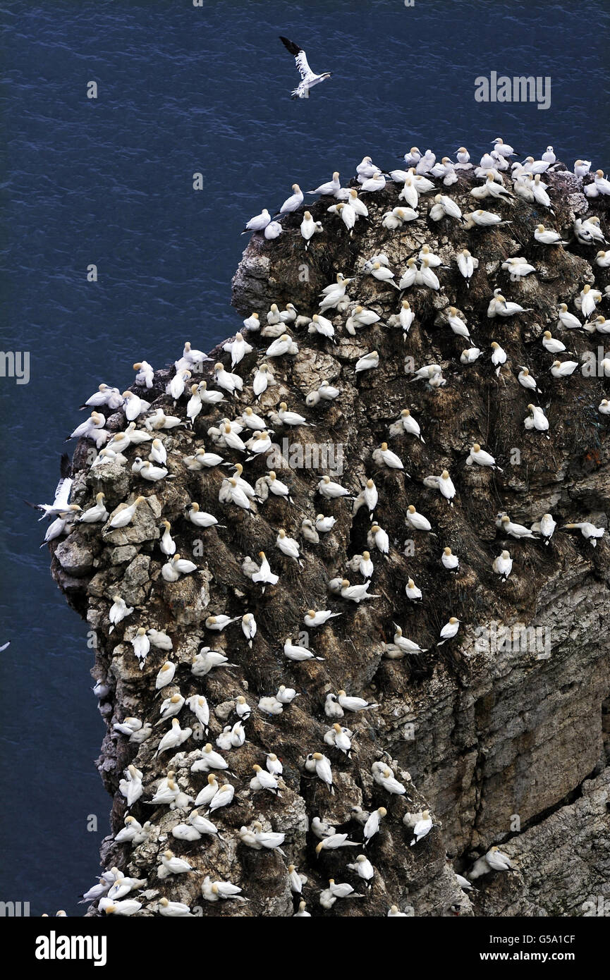Crowd of birds hi-res stock photography and images - Alamy