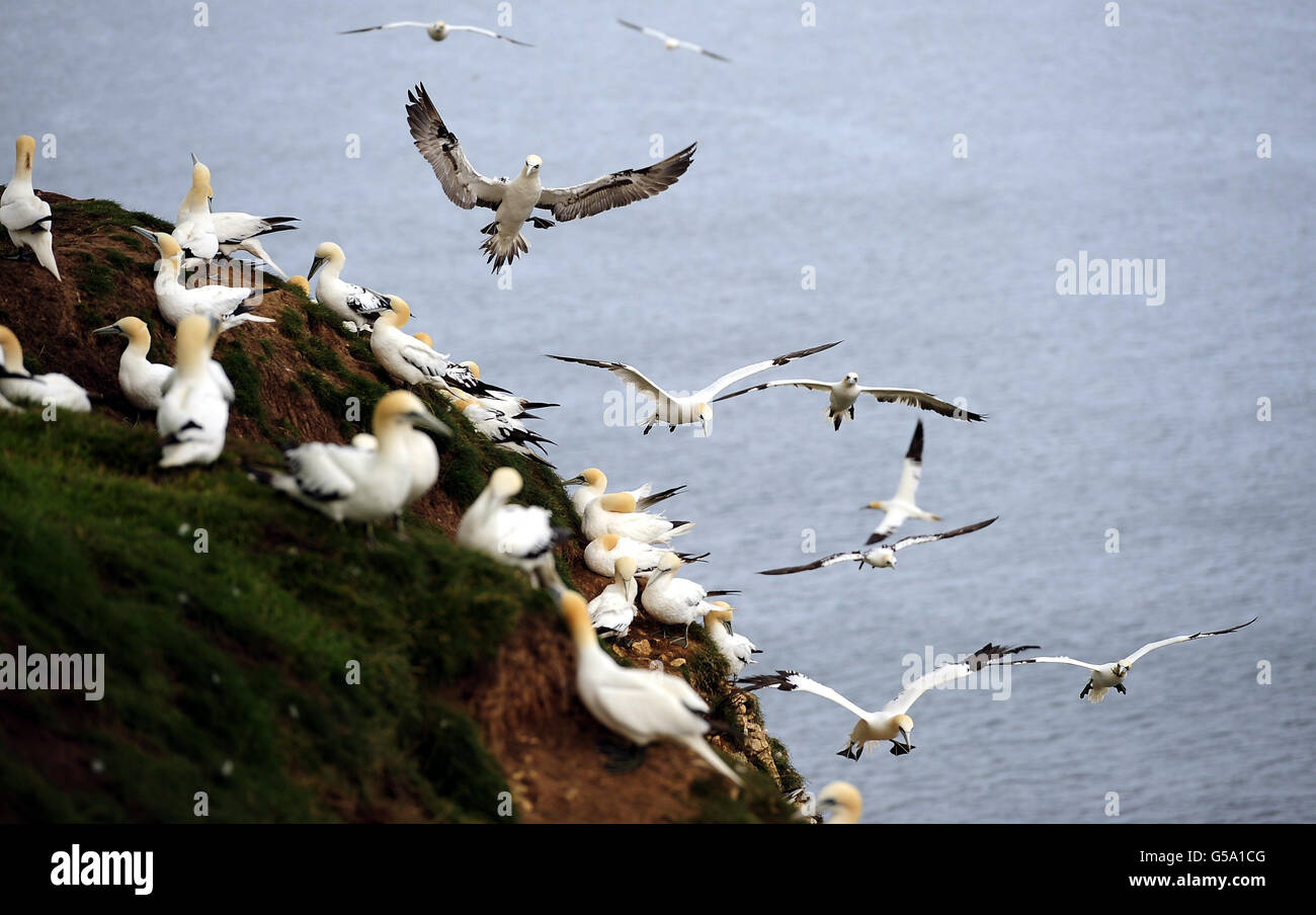 Birds nest on Bempton Cliffs Stock Photo - Alamy