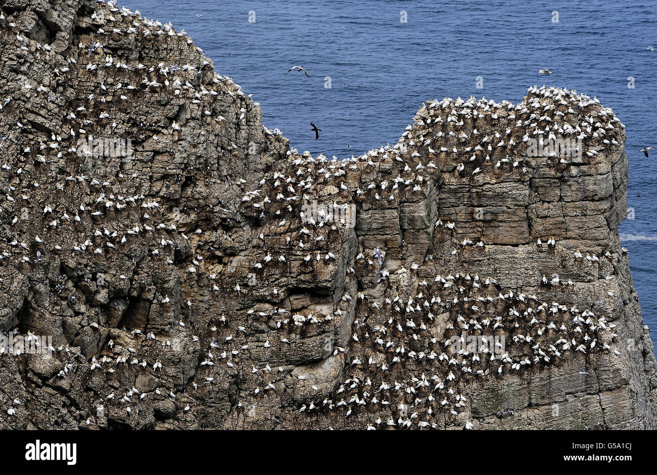 Birds nest on Bempton Cliffs Stock Photo - Alamy