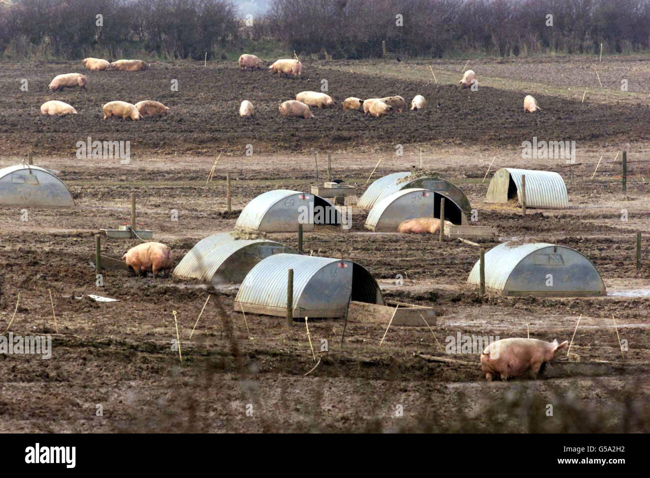 Pigs on quarantined land at Farringford Farm at Freshwater Bay on the ...