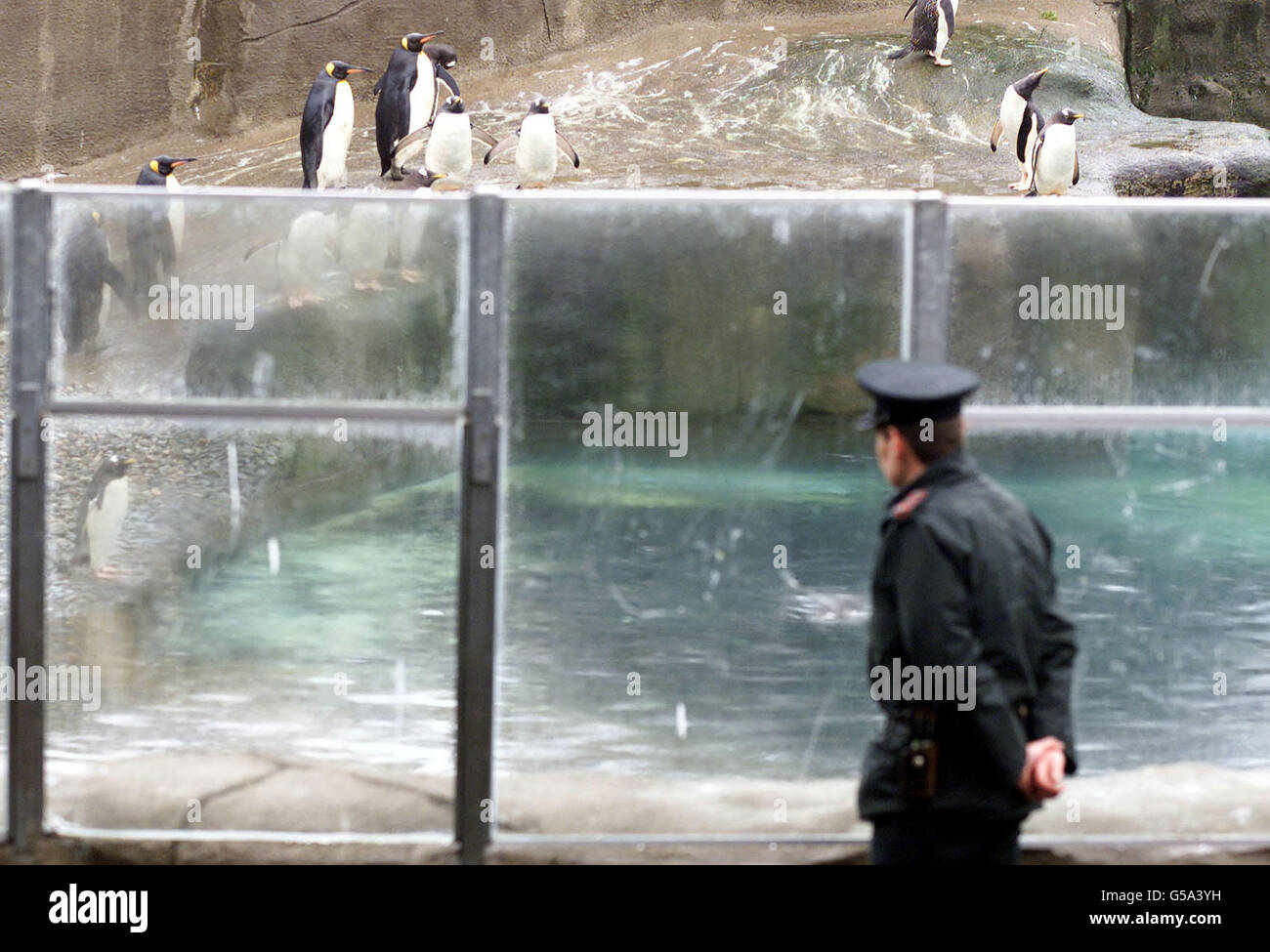 Only removed penguin enclosure thrown into lions cage hi-res stock ...