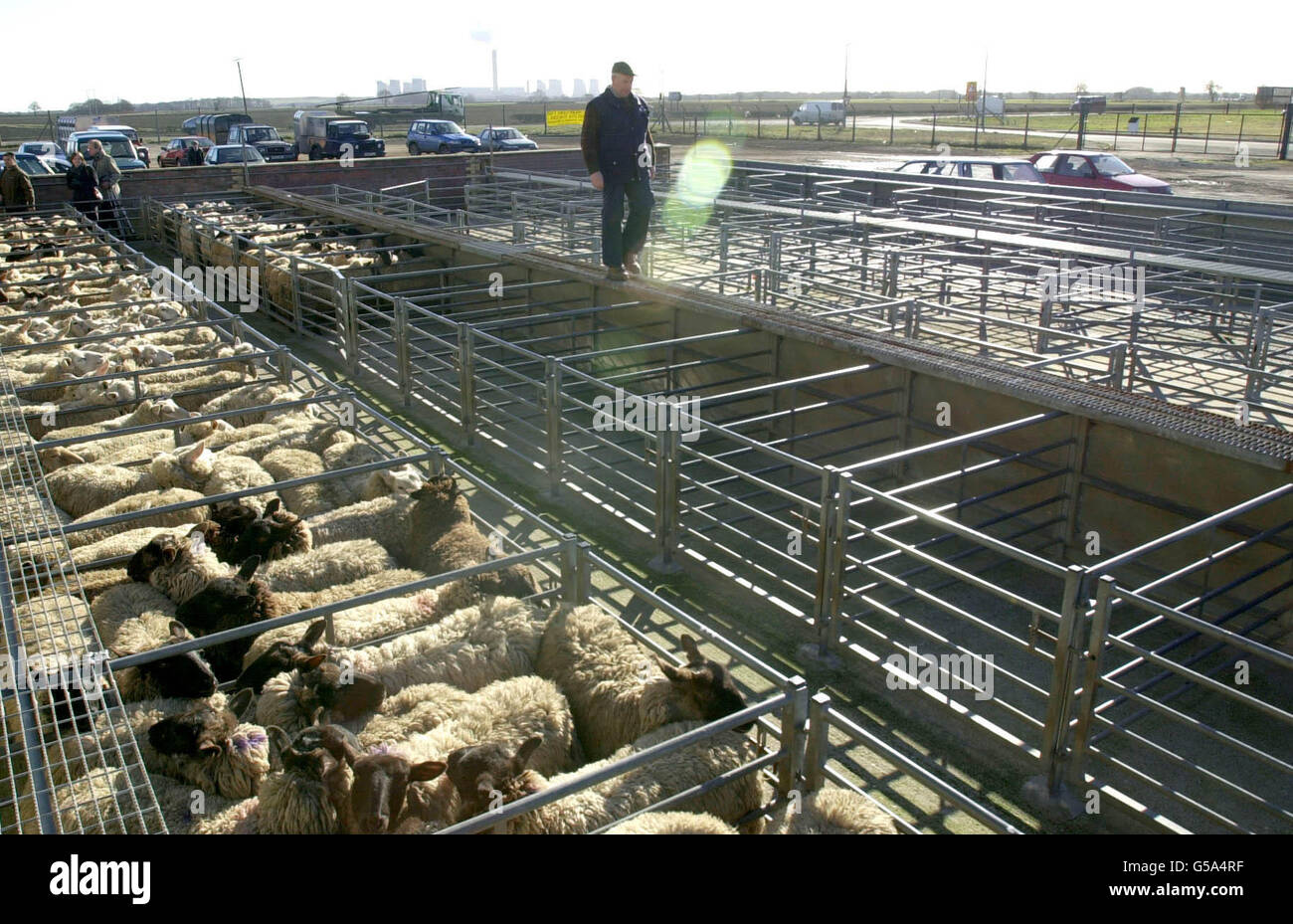 Selby Livestock Market Stock Photo - Alamy