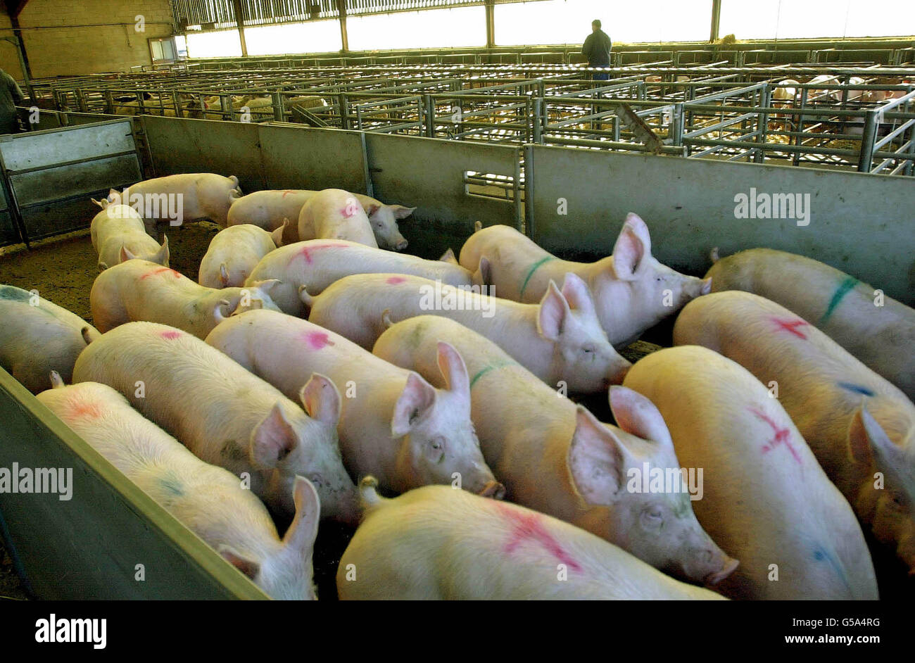 Empty Livestock Market High Resolution Stock Photography and Images - Alamy