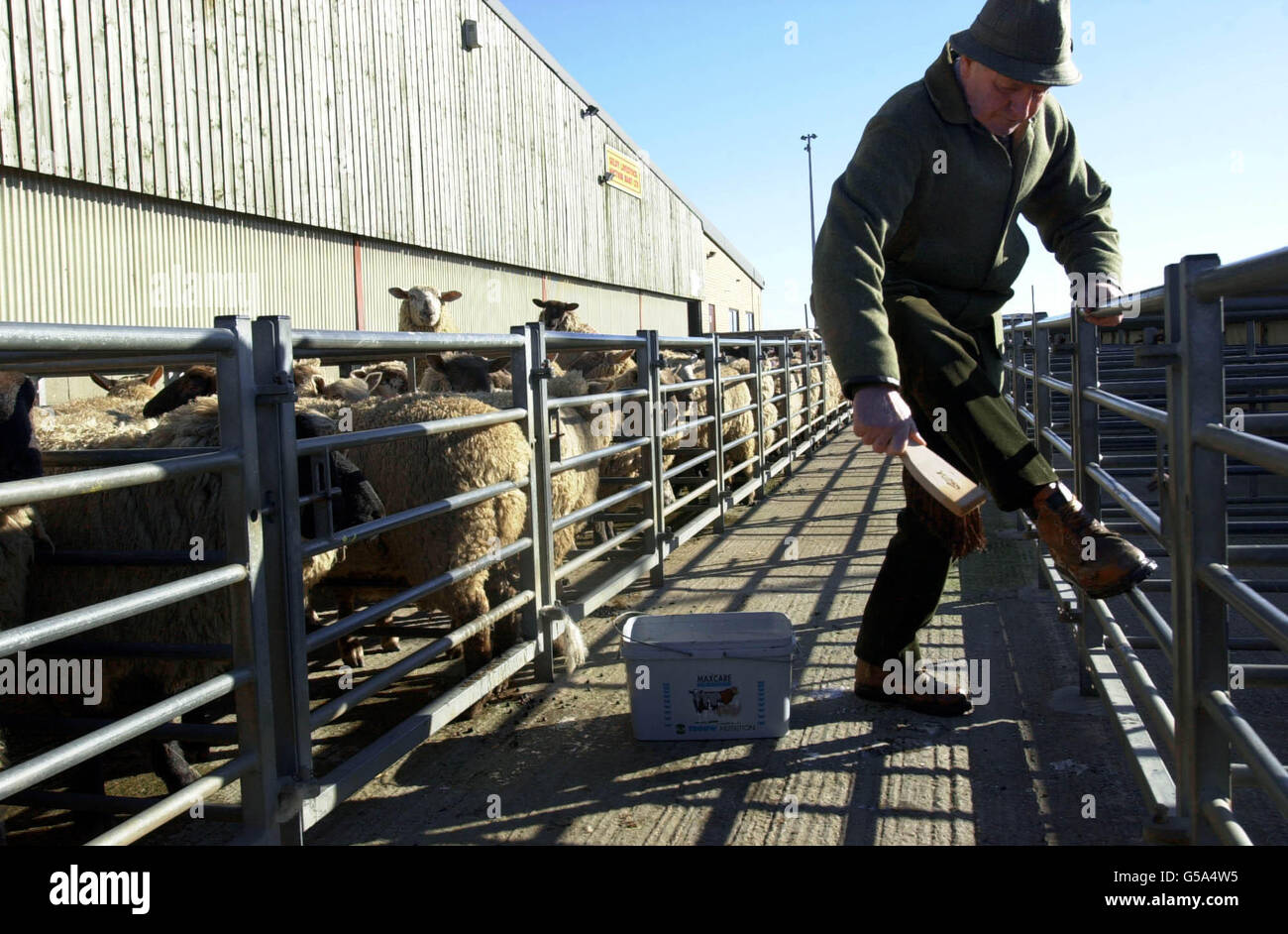 Selby Livestock Market Stock Photo - Alamy