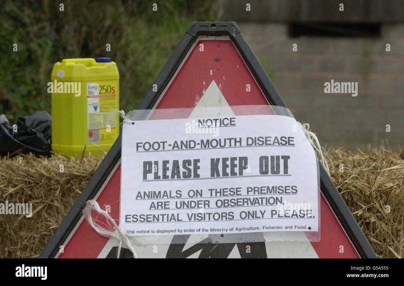 Foot and mouth Highampton Stock Photo - Alamy