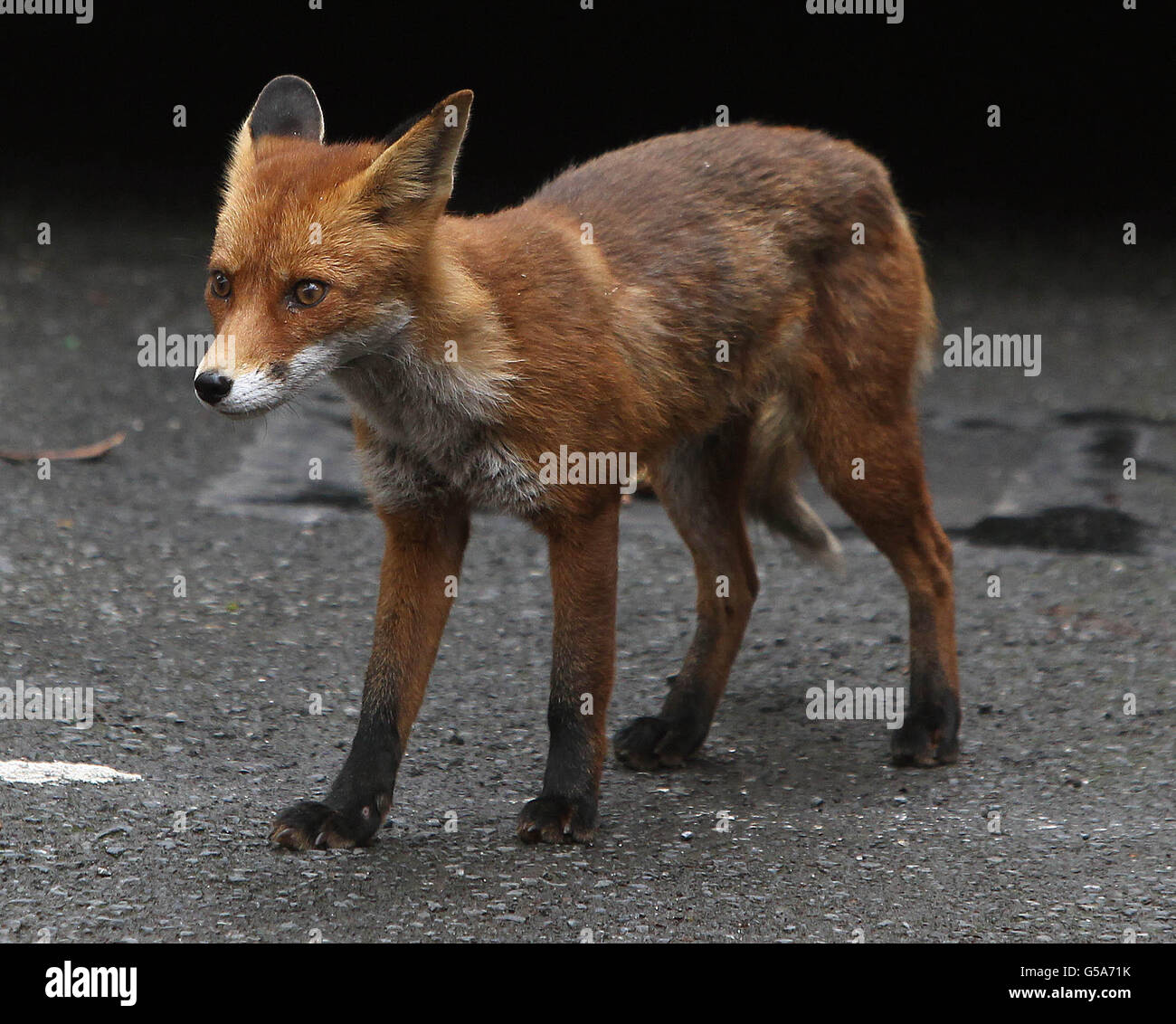 of a fox outside Harcourt Street Garda Station in Dublin Stock Photo ...