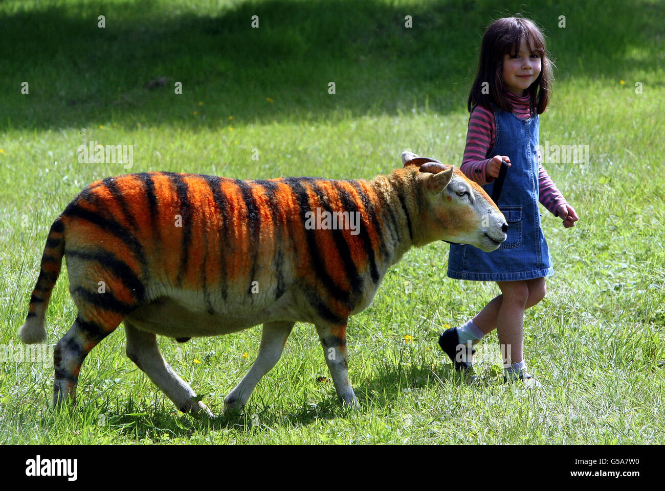 Raven Deprizio, 5, with her Tiger sheep, known as Duncan, entered for ...