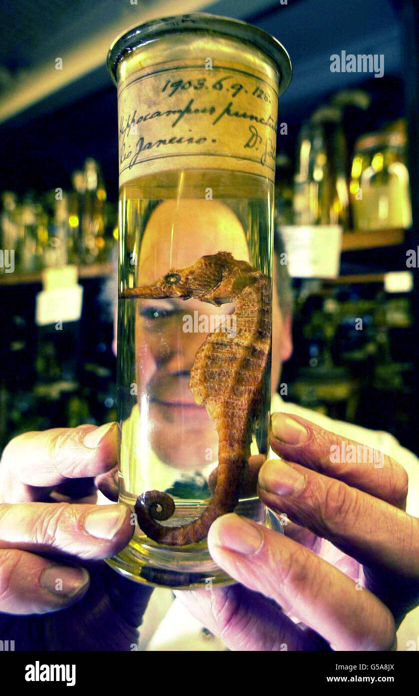 Oliver Crimmen, Lead Curator of Fish, with a preserved sea horse at the ...