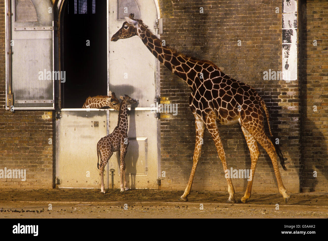 Athletics - 'Daley' the Giraffe - London Zoo, Regents Park, London ...
