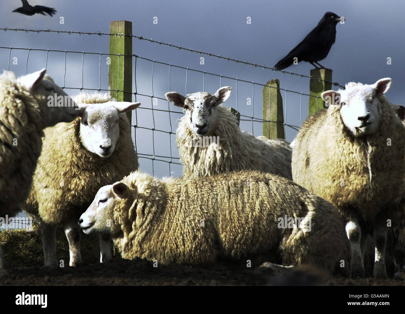 Sheep foot mouth spread hi-res stock photography and images - Alamy