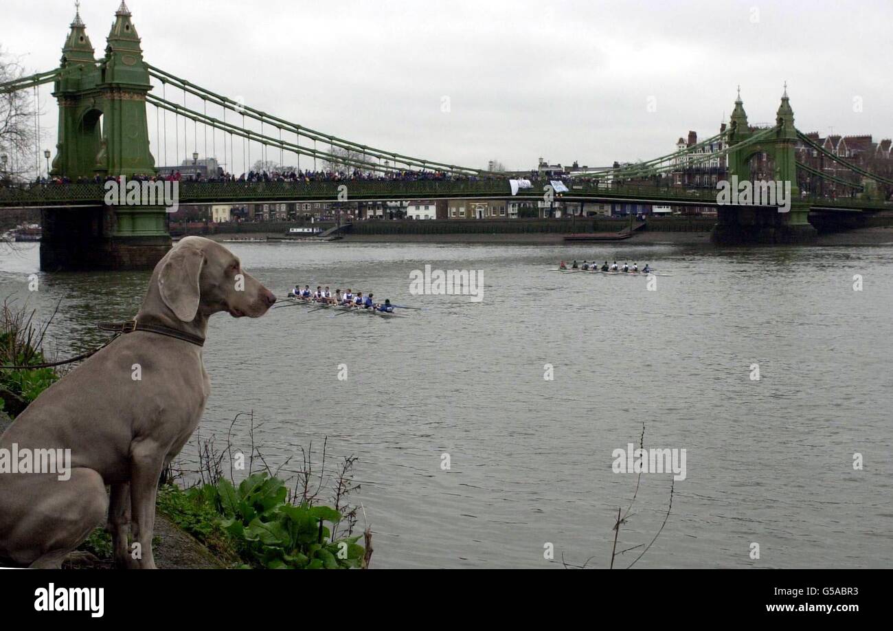 Hammersmith bridge on river hi-res stock photography and images - Alamy