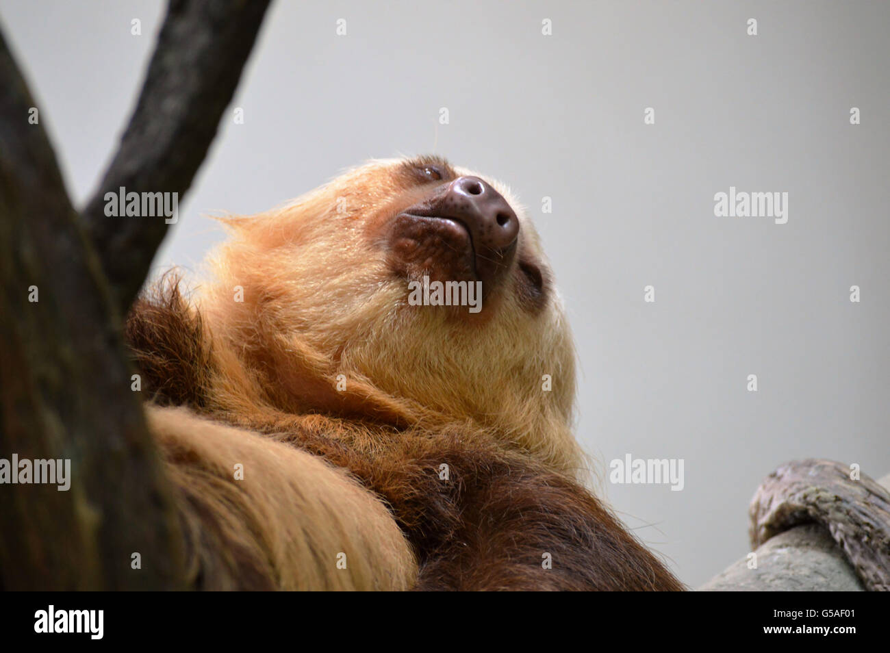 Sloth face hi-res stock photography and images - Alamy