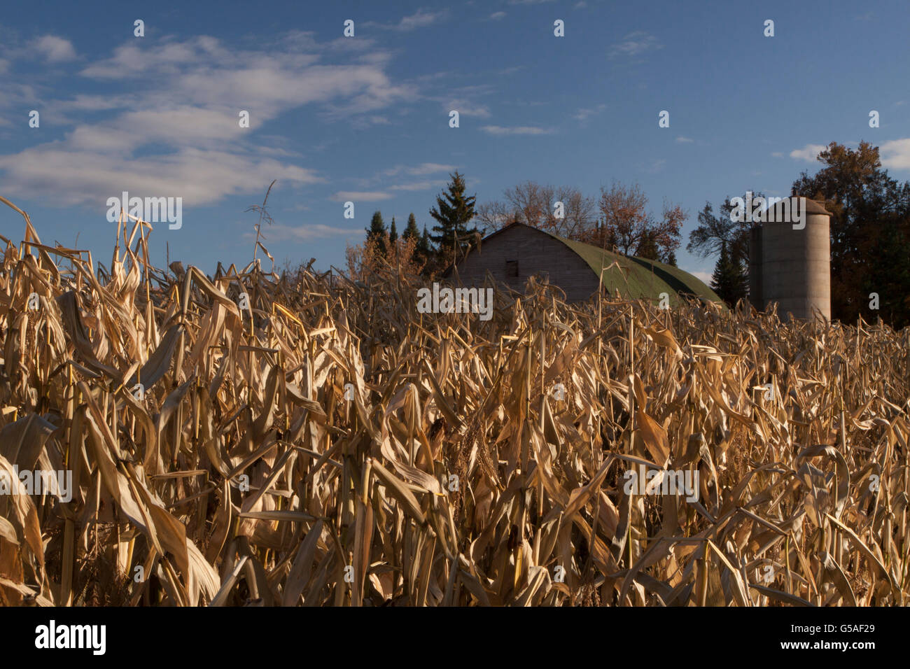 Barn Among Retired Corn Crop Stock Photo - Alamy