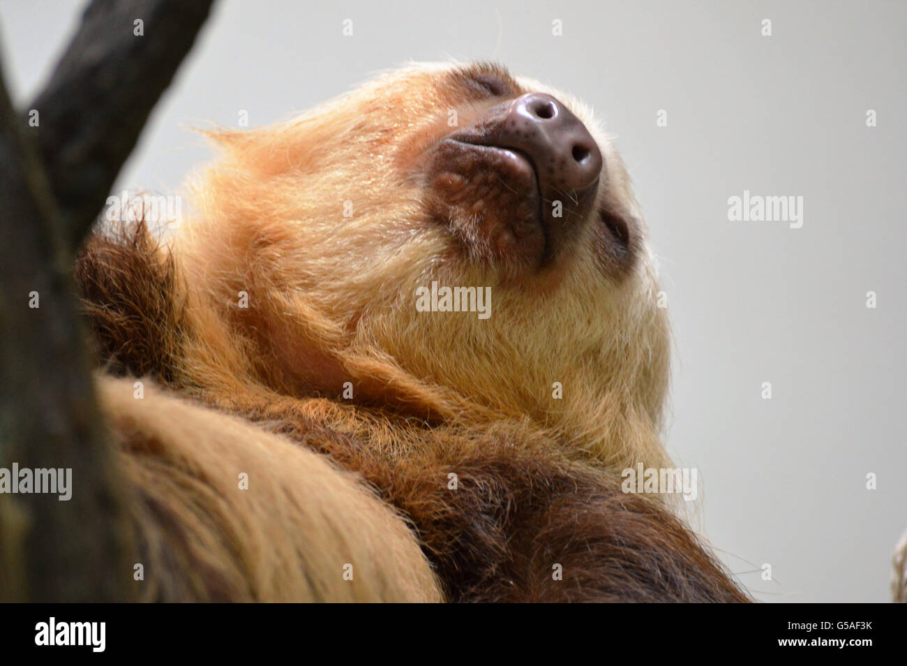 Sloth eyes hi-res stock photography and images - Alamy