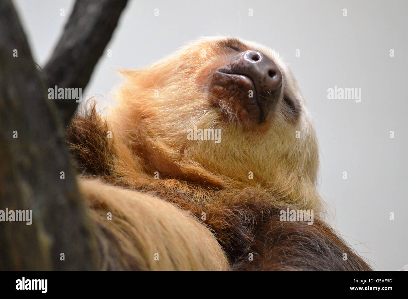 Sitting sloth hi-res stock photography and images - Alamy