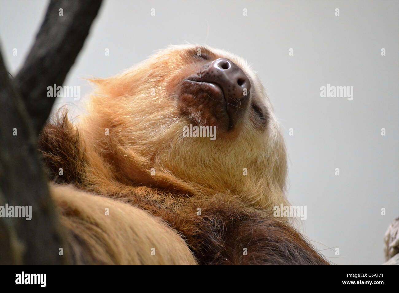 Sitting sloth hi-res stock photography and images - Alamy
