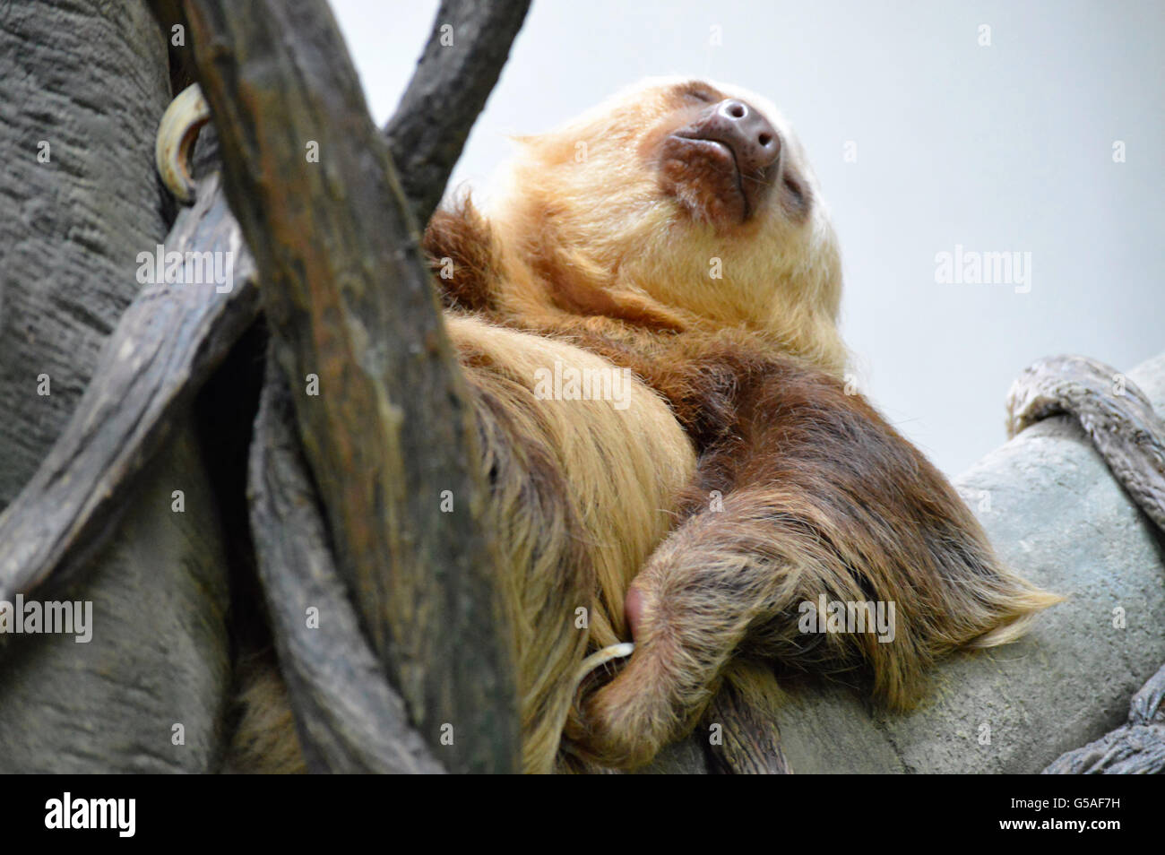 Sloth eyes hi-res stock photography and images - Alamy