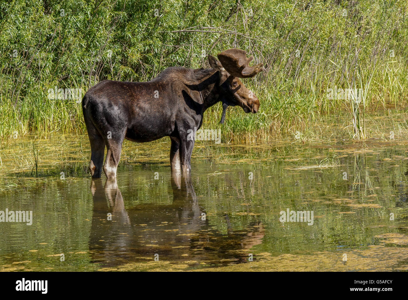 Bull pond hi-res stock photography and images - Alamy