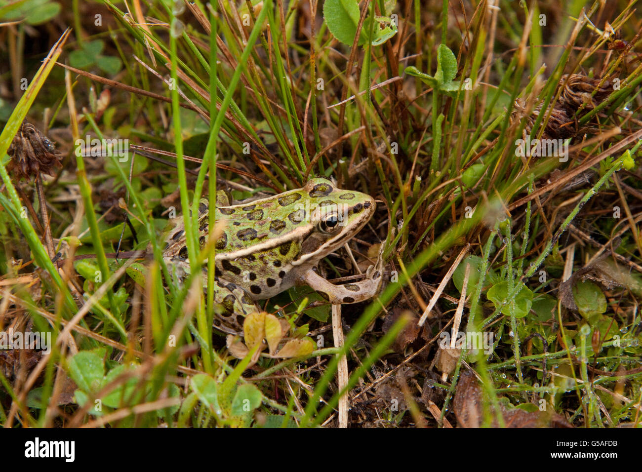 Leopard frog grass hi-res stock photography and images - Alamy