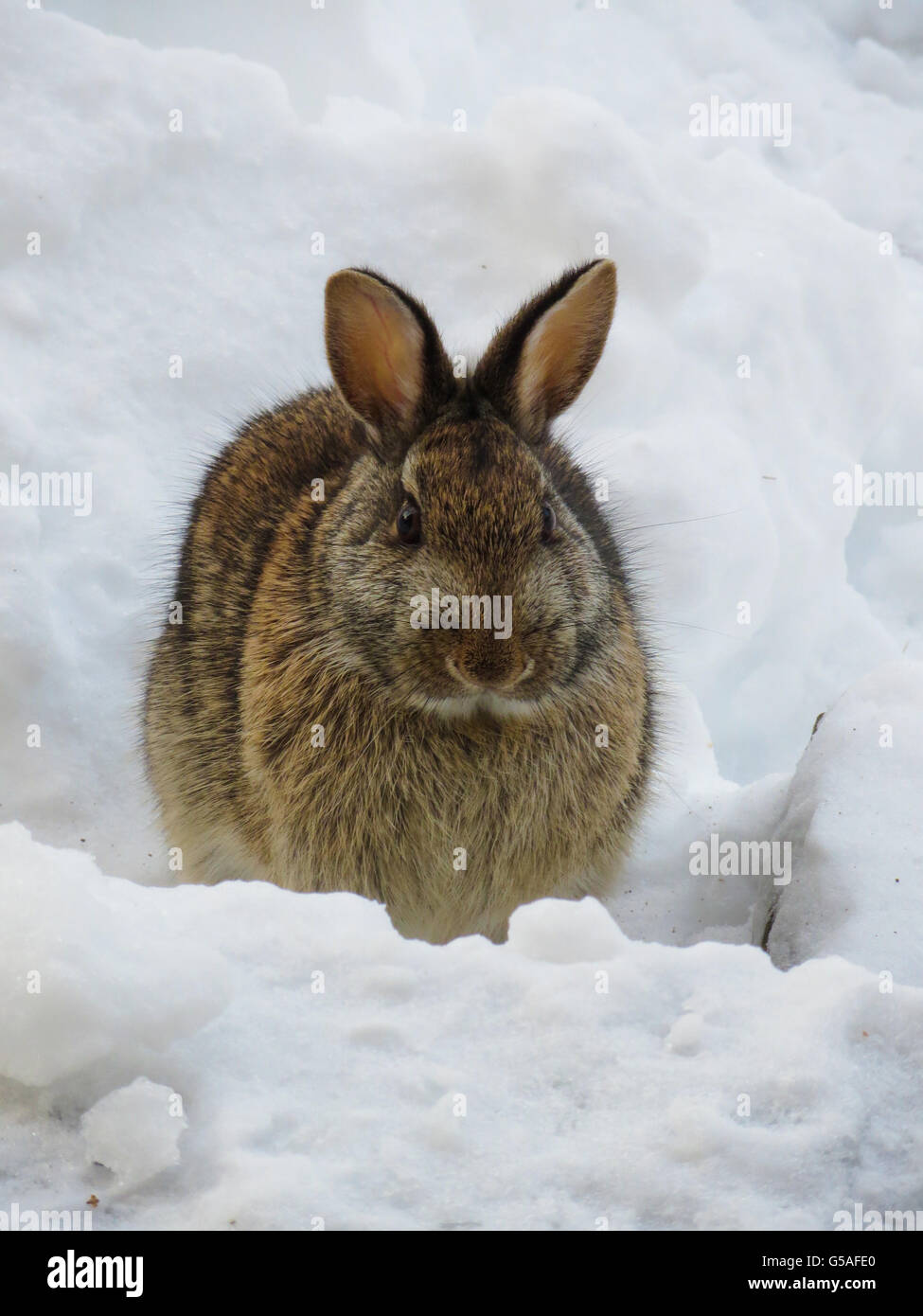 Cute bunny snow hi-res stock photography and images - Alamy