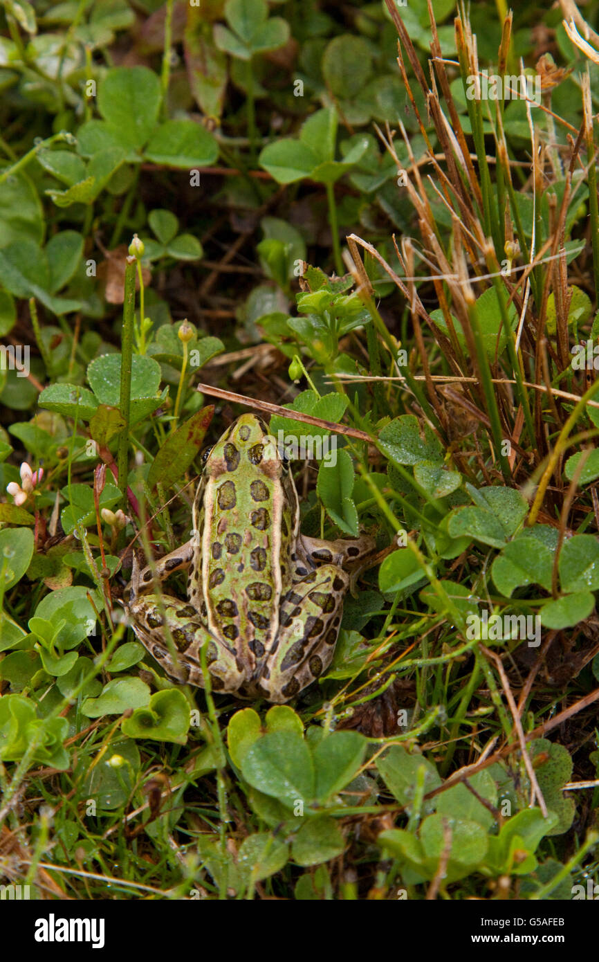 Leopard Frog, Eagle River Wisconsin Stock Photo - Alamy
