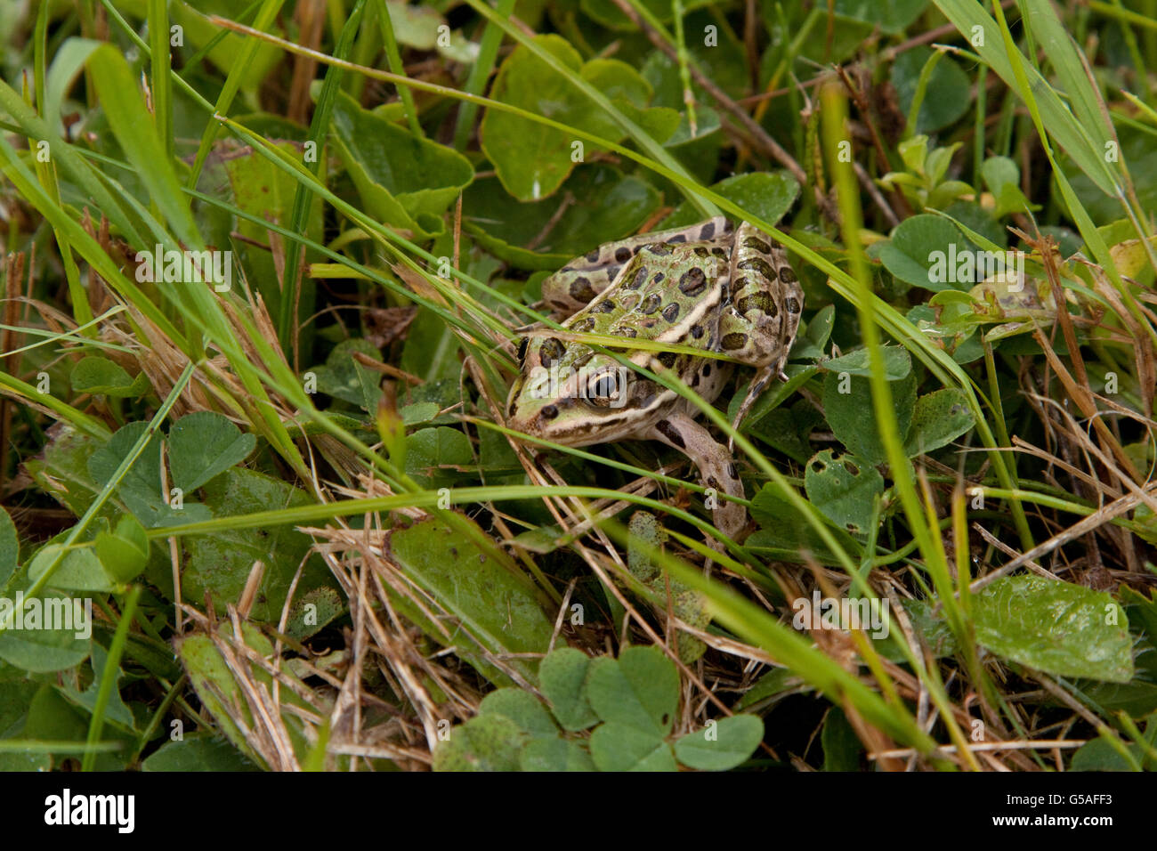 Leopard frog hi-res stock photography and images - Alamy