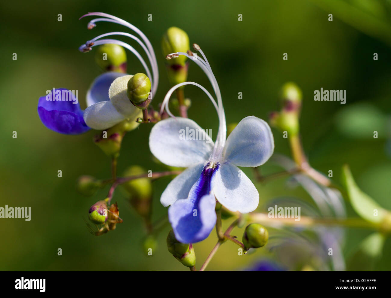 Weird flowers hi-res stock photography and images - Alamy